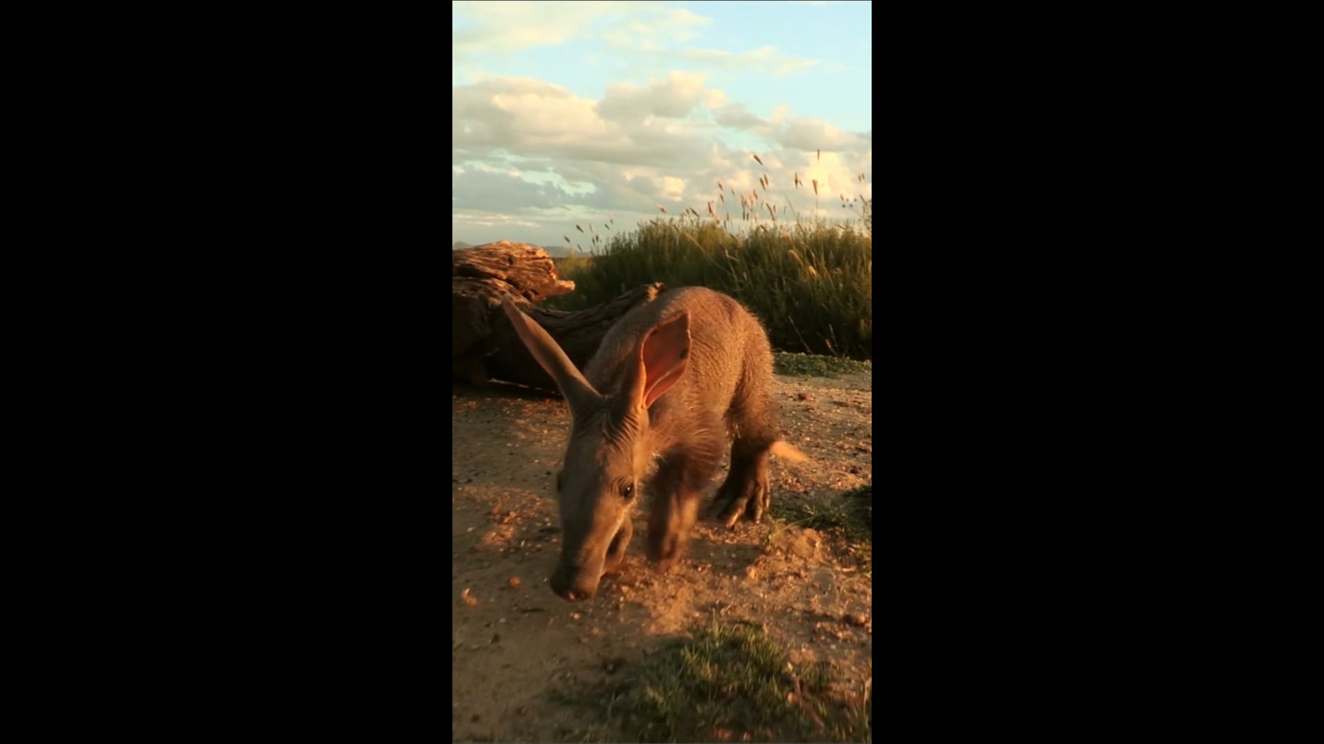 Inside the Aardvark's World: Secrets of Nocturnal Foraging.