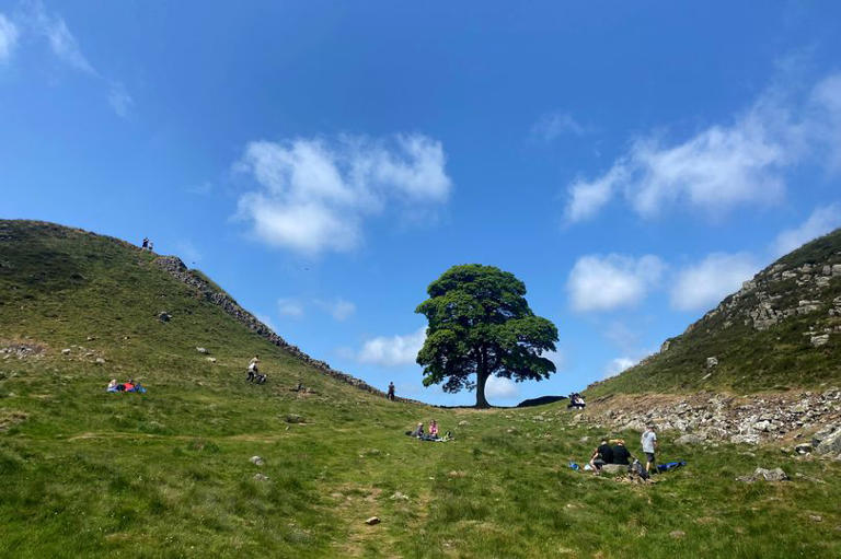 First saplings grown from Sycamore Gap tree to be planted as signs of ...