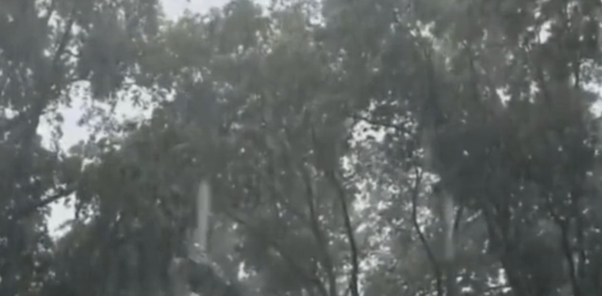 Strong Winds Sway Trees as Thunderstorm Hits New York and New Jersey