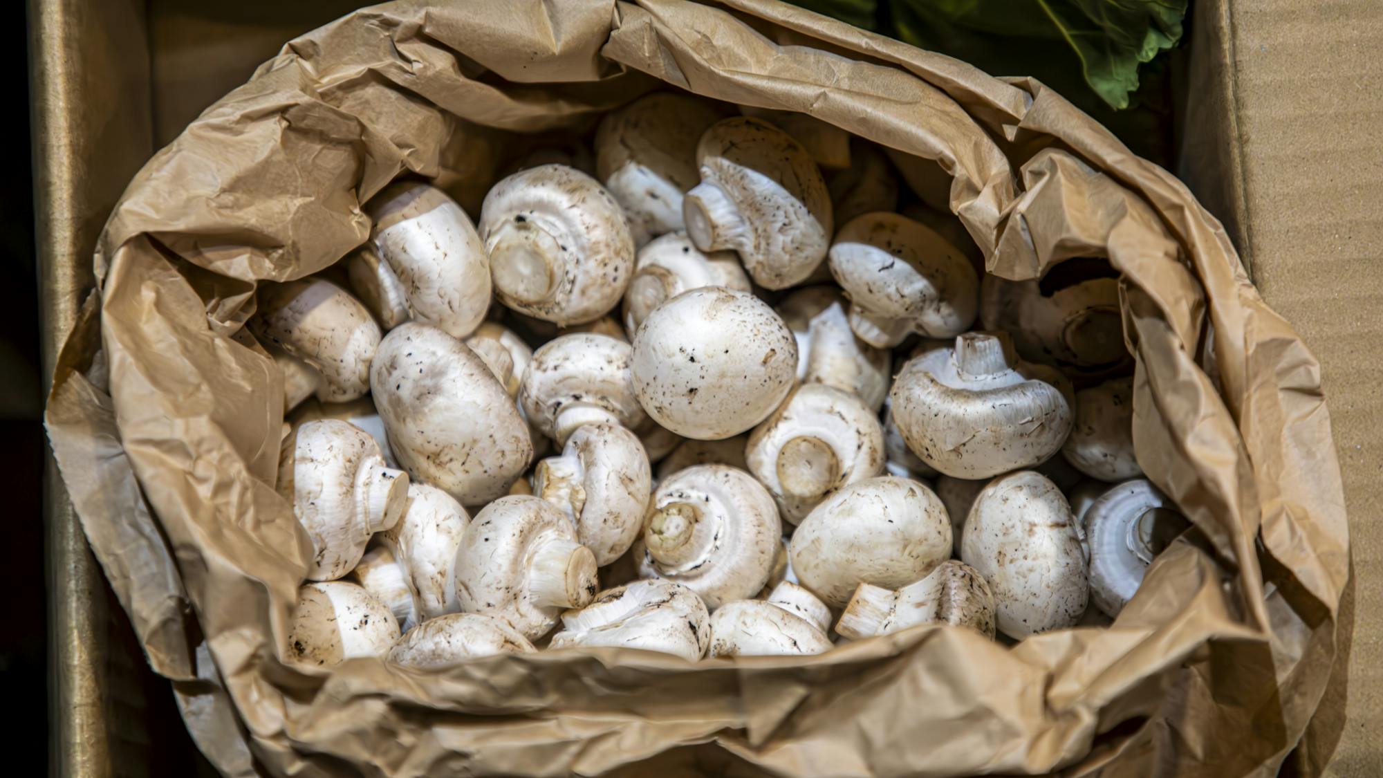 Examining mushrooms under microscopes can help engineers design ...