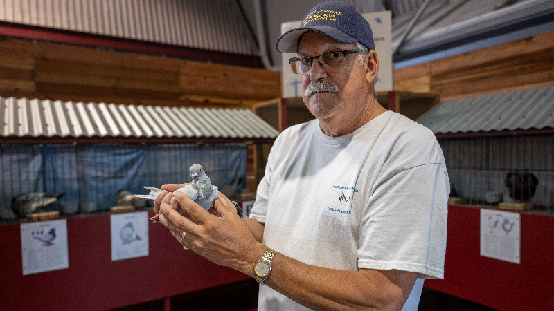 Meet the president Pigeon Fancier at the California State Fair