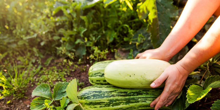 How to cook marrows: delicious things to do with this oversized veg