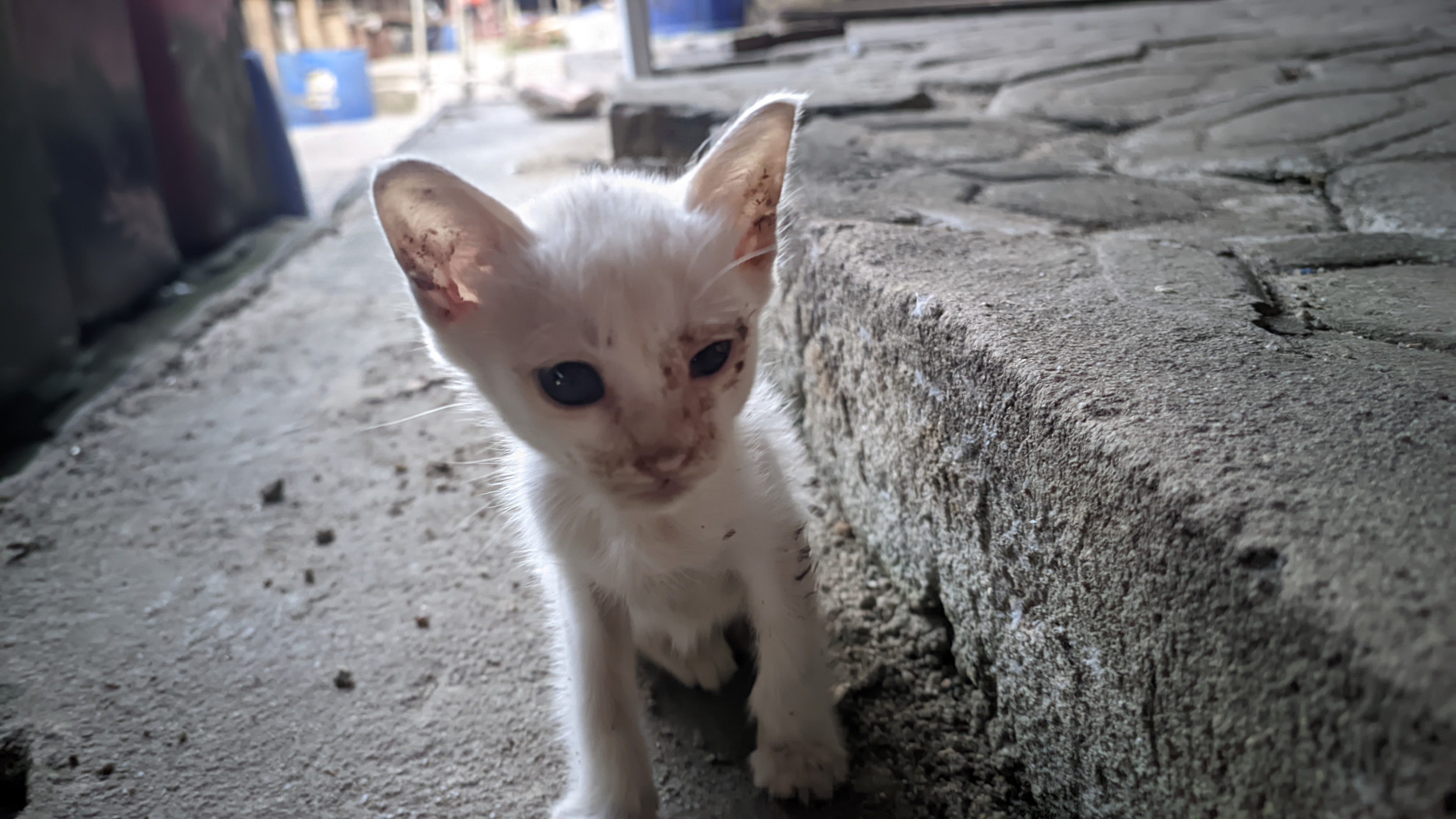 Woman unsure how to get stray kitten to safety, internet steps up