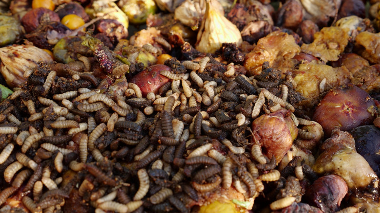 Why There's Maggots In Your Compost (And How To Get Rid Of Them)