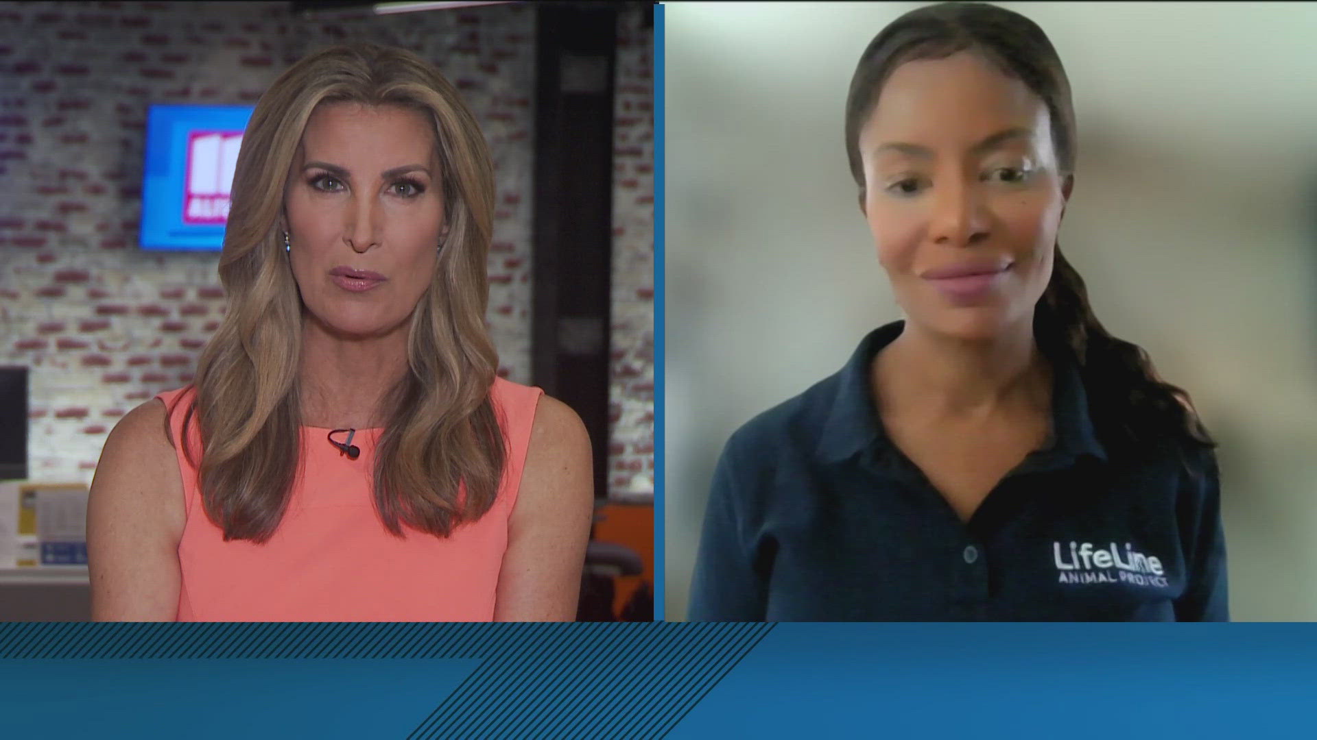 11Alive News: The Take | Atlanta animal shelters overwhelmed by ...