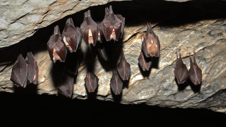 Rabies case confirmed in bat at New Castle park
