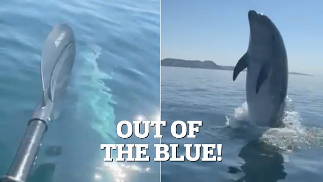 Kayaker has stunning moment with dolphin after it jumps out of water