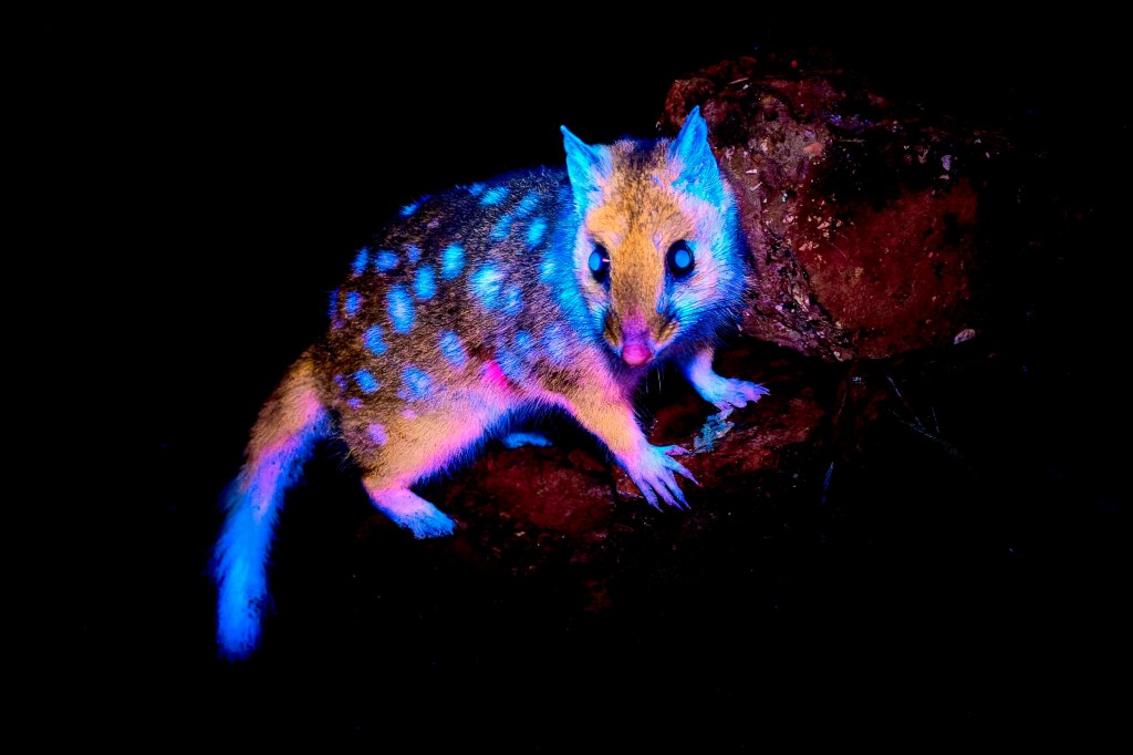 Science photography competition reveals never seen before glowing critter