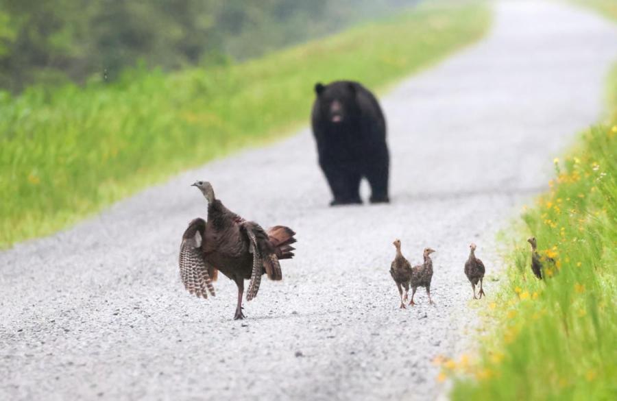 Wild turkeys and bear seen together in Alligator River Refuge
