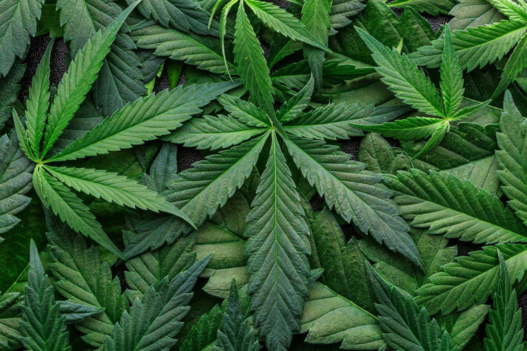 Pa. House members propose marijuana legalization bill | Here's a ...