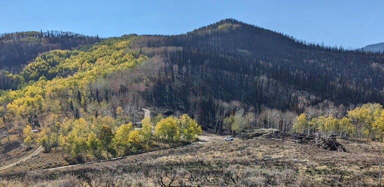 Wildfire resistance found in aspen tree populations