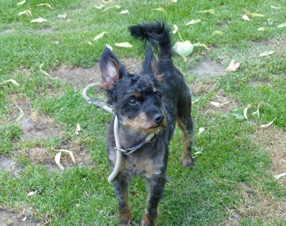 Fussel – klein, aber oho