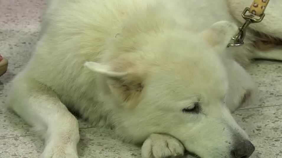 Shelter Spotlight: Stray 10-year-old Husky mix needs a new home