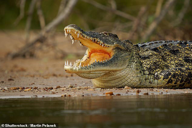 'Crocodile tears' are more believable from MEN, study finds - here's ...