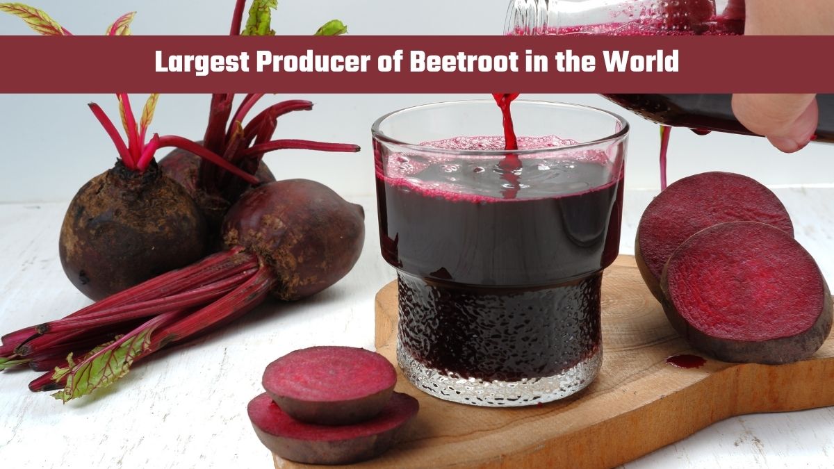 Which Country is the Largest Producer of Beetroot in the World?