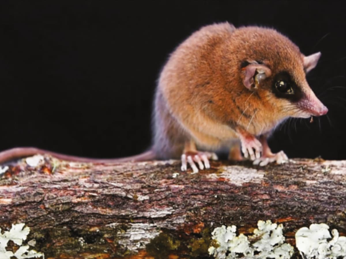 Descubren nueva especie de marsupial en parque nacional del noreste de Perú