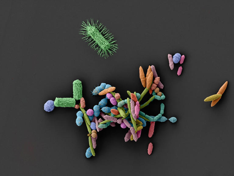 Unexpected side effect: How common medications clear the way for pathogens