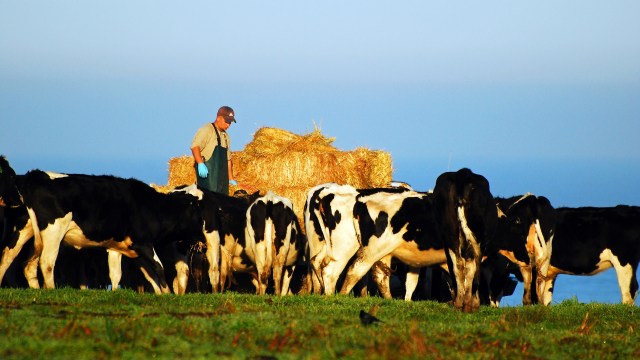Dairy farm makes game-changing move to combat destructive issue taking ...