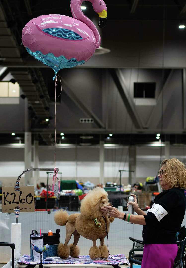 The Houston World Series of Dog Shows is back. Here's what to know ...