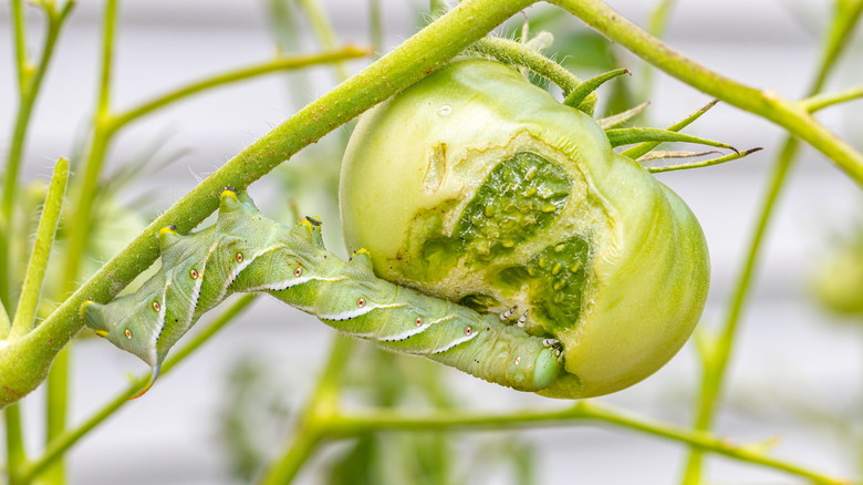 10 Common Home And Garden Pests Baking Soda Can Repel