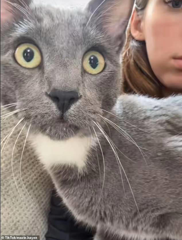 Distraught animal lover says $5 cat toy she bought from Target killed ...