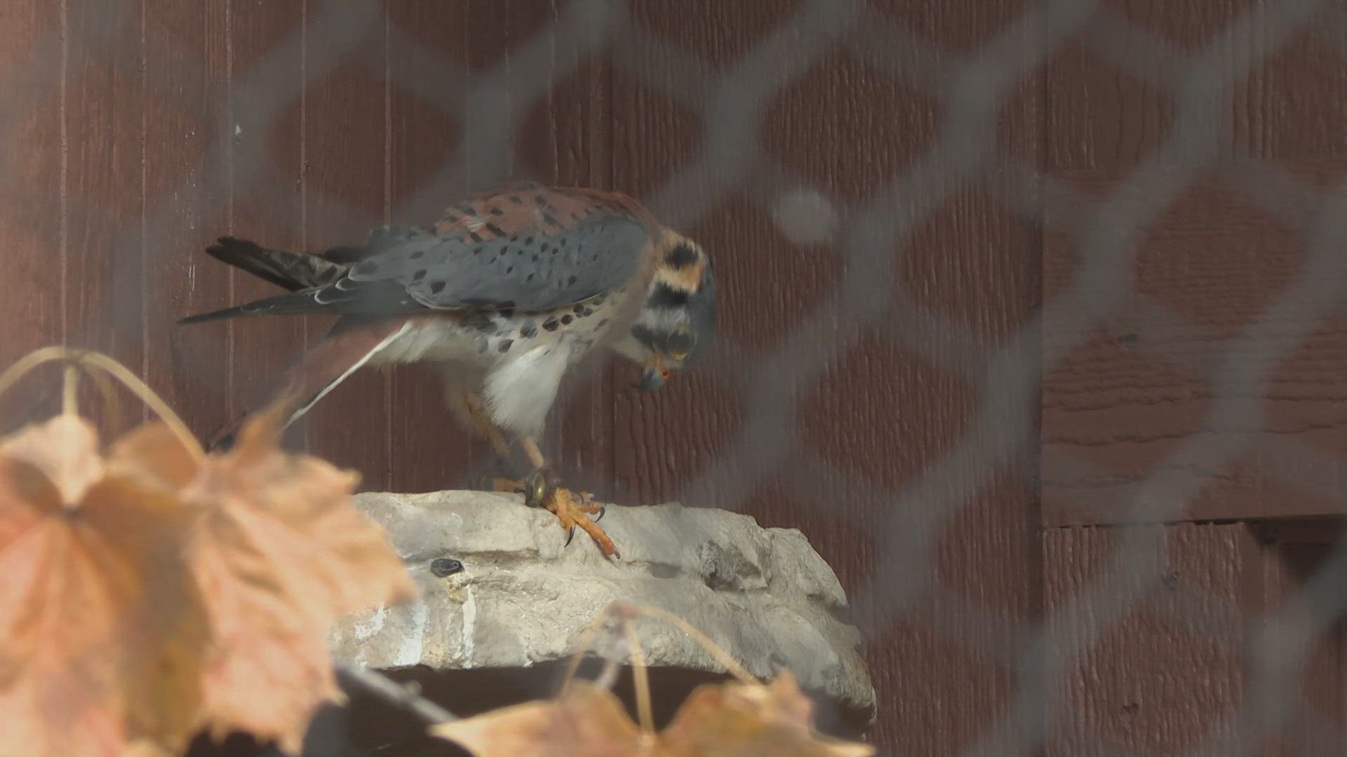 Lake Erie Nature and Science Center unveils Wildlife Gardens
