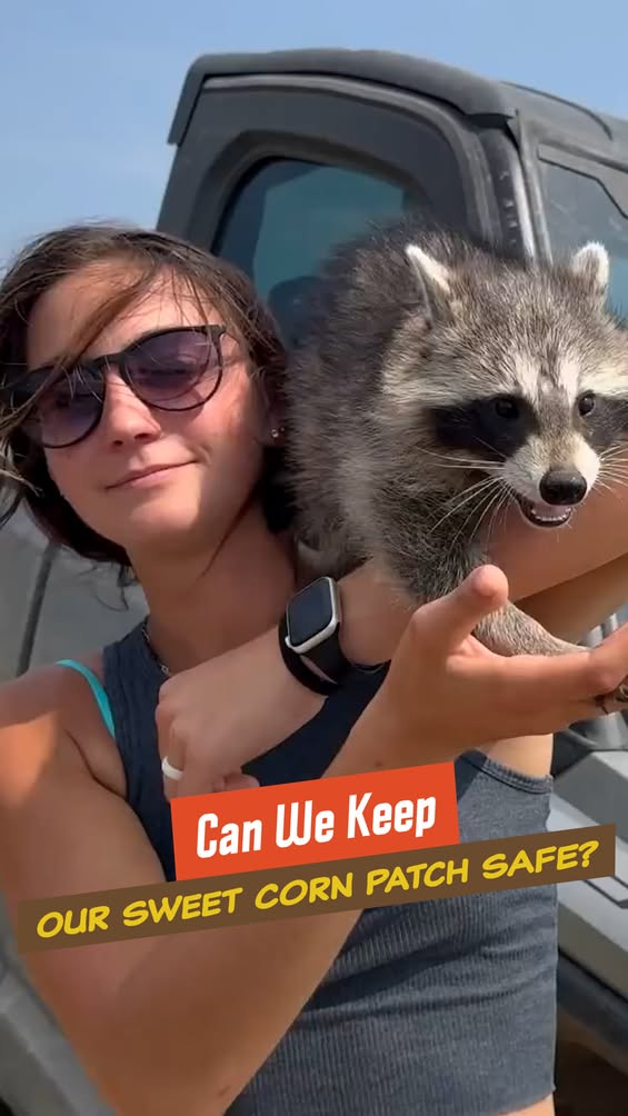 Can We Keep Our Sweet Corn Patch SAFE??