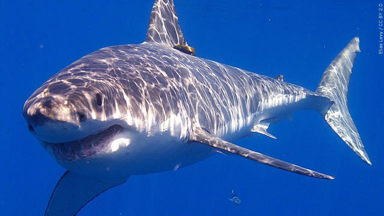 Harpswell officials issue warning after great white sharks spotted off ...