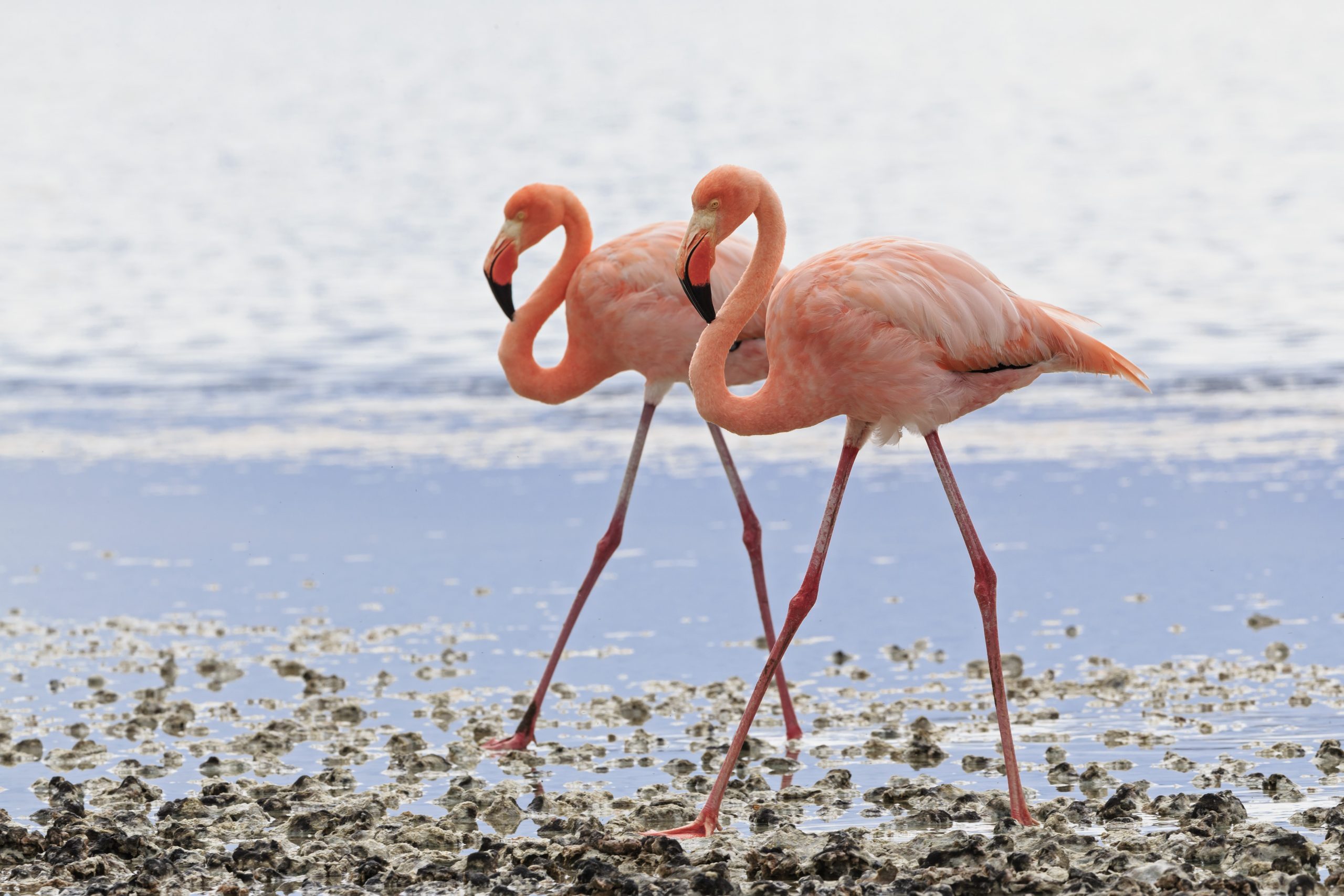 16 Stunning Photos of Naturally Pink Animals