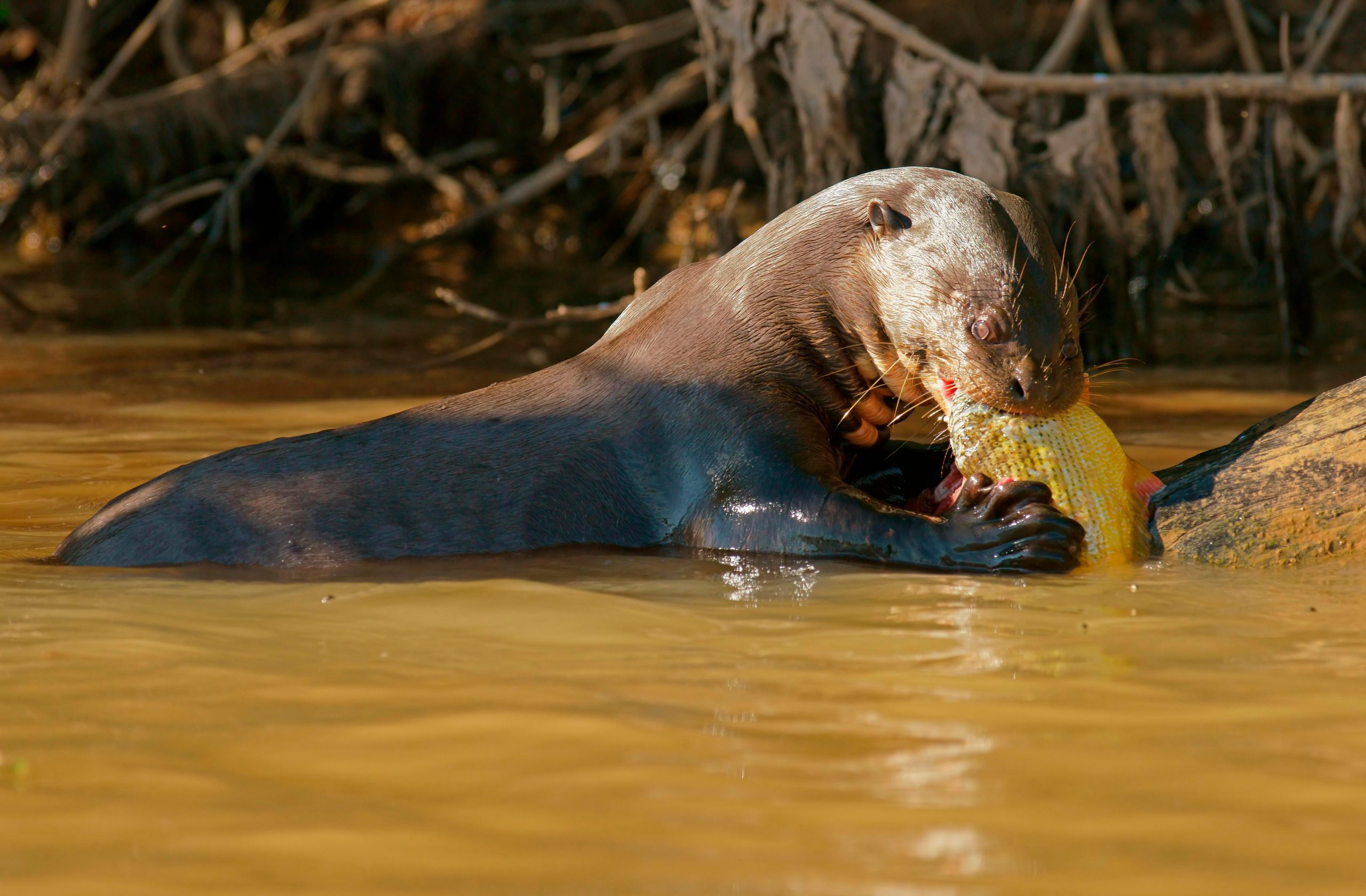 17 animals that live only in the Amazon rainforest