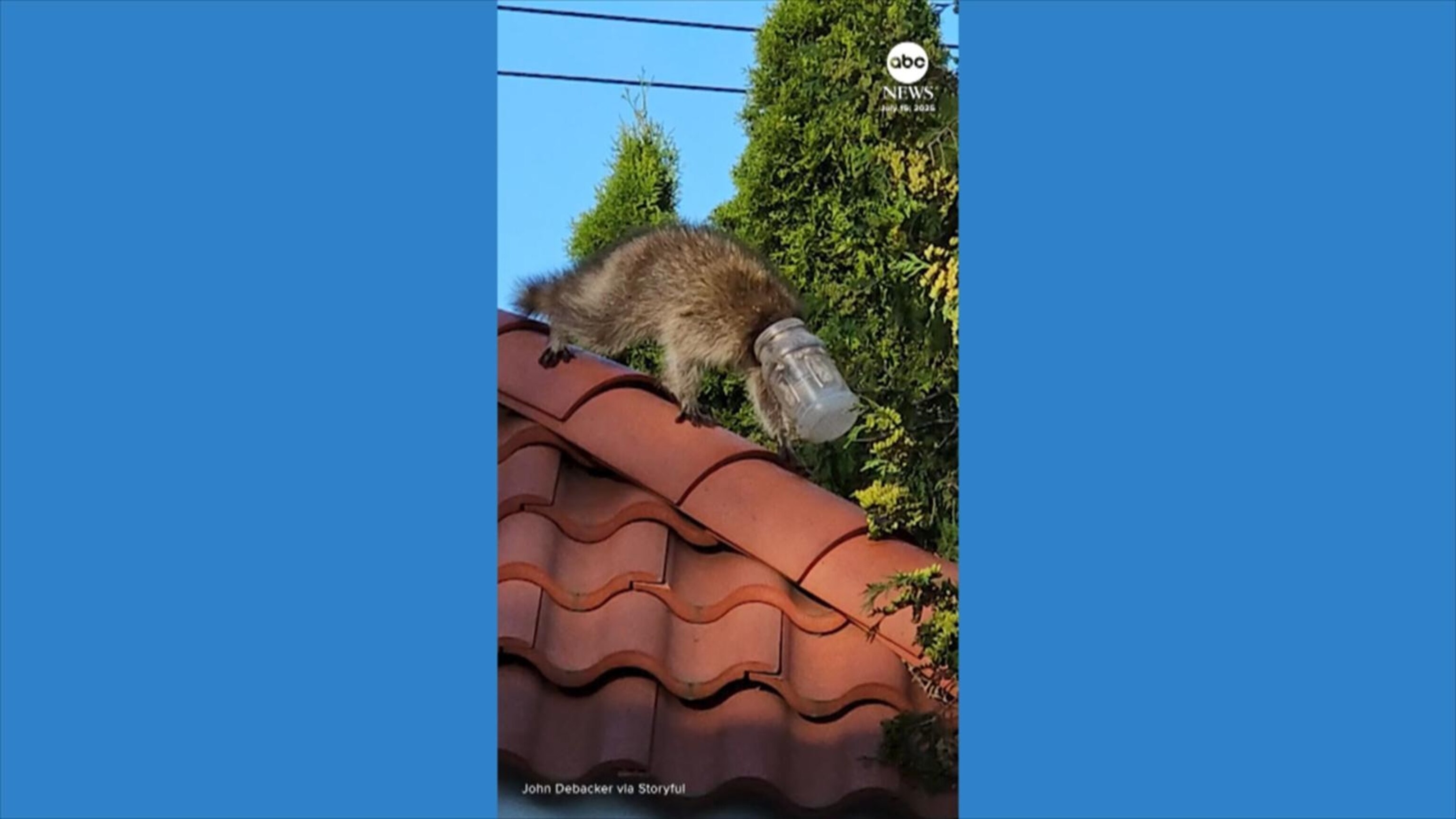 Raccoon with head stuck in jar rescued by Long Island animal lover