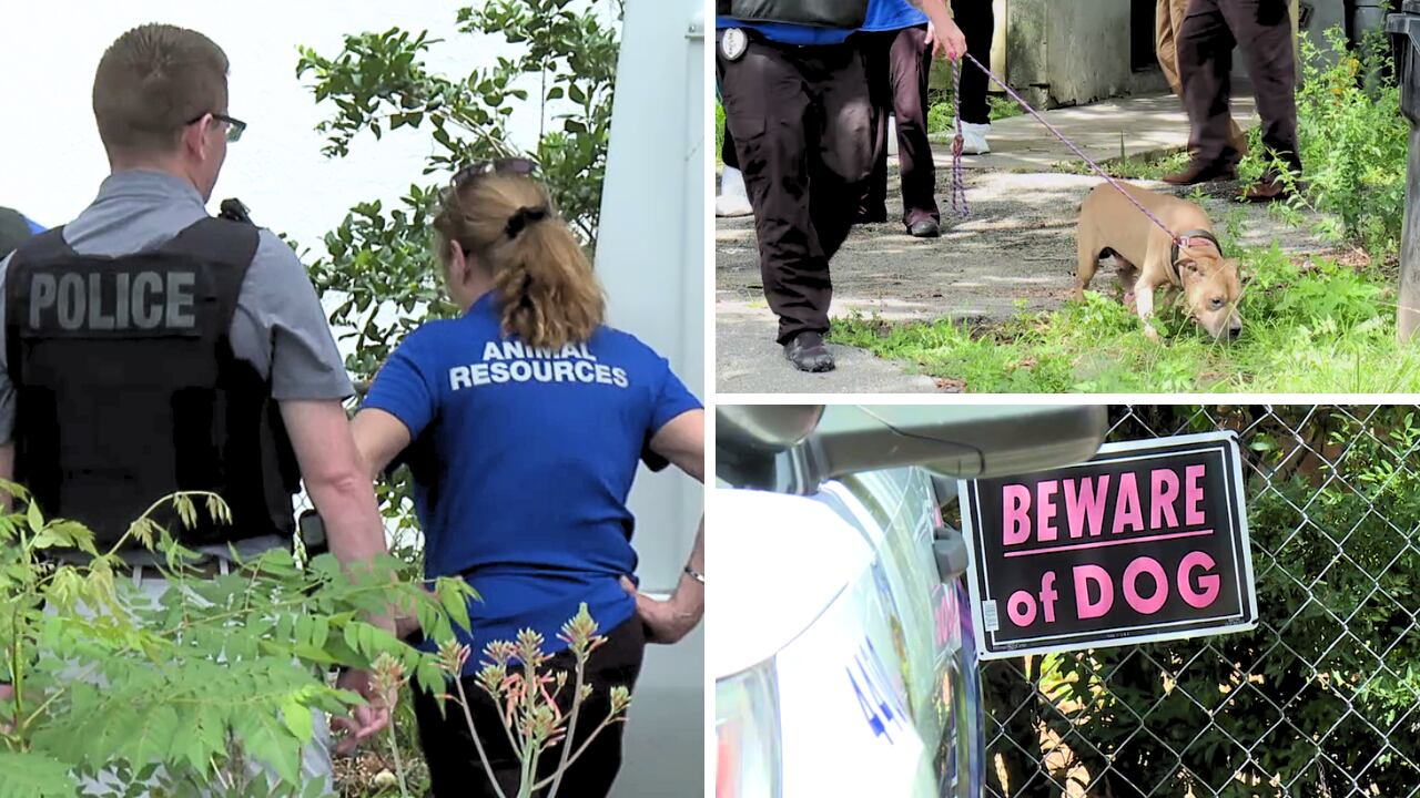 15 dogs rescued during dog fighting investigation raid in Gainesville ...