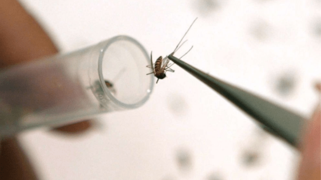 First West Nile virus human case since 2019, first EEE virus detection ...