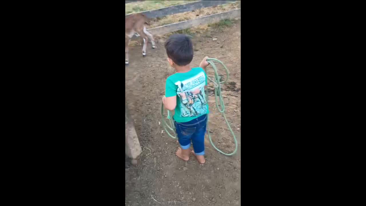 Little boy tries to rope calf and runs off scared in Governador Jorge ...