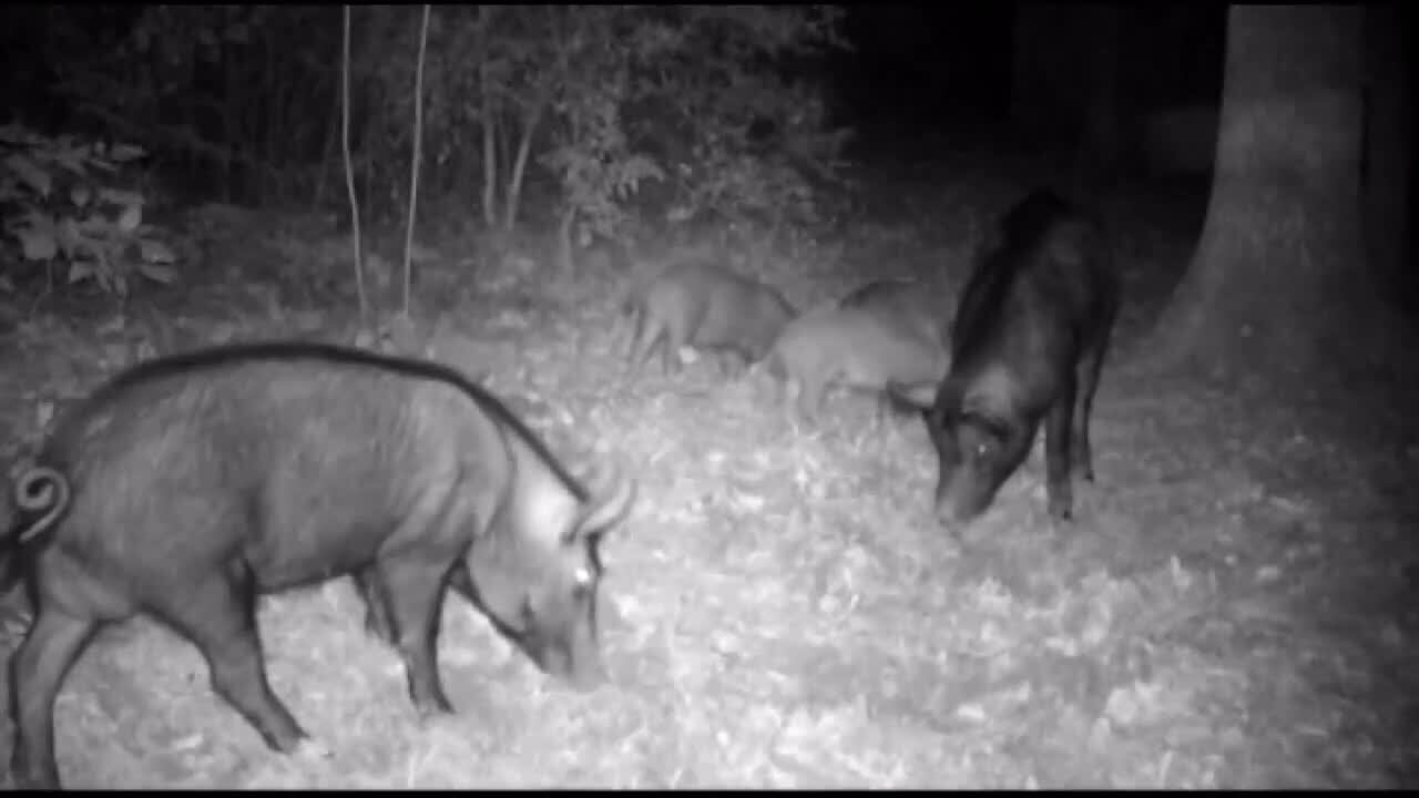 ‘My yard is destroyed’: Alba residents, officials battle feral hog ...