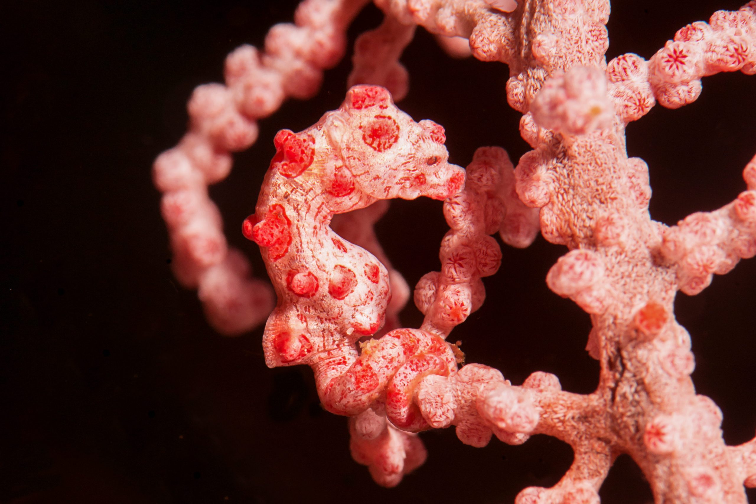 16 stunning photos of naturally pink animals