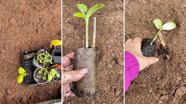 Gardener shares simple, low-budget hack using old toilet paper rolls ...