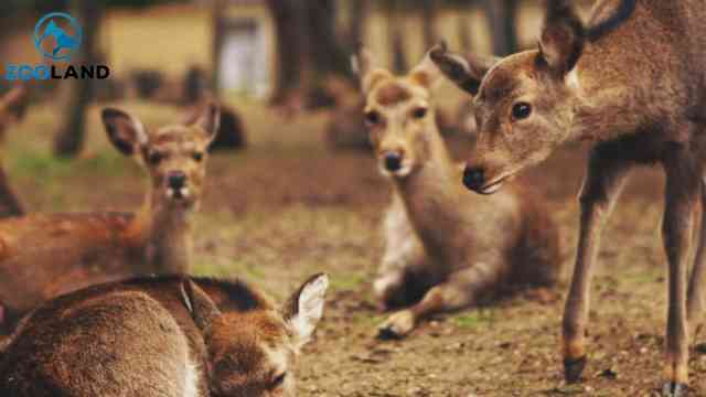 Boy Walks Deer Daily—Then They See Its Eyes
