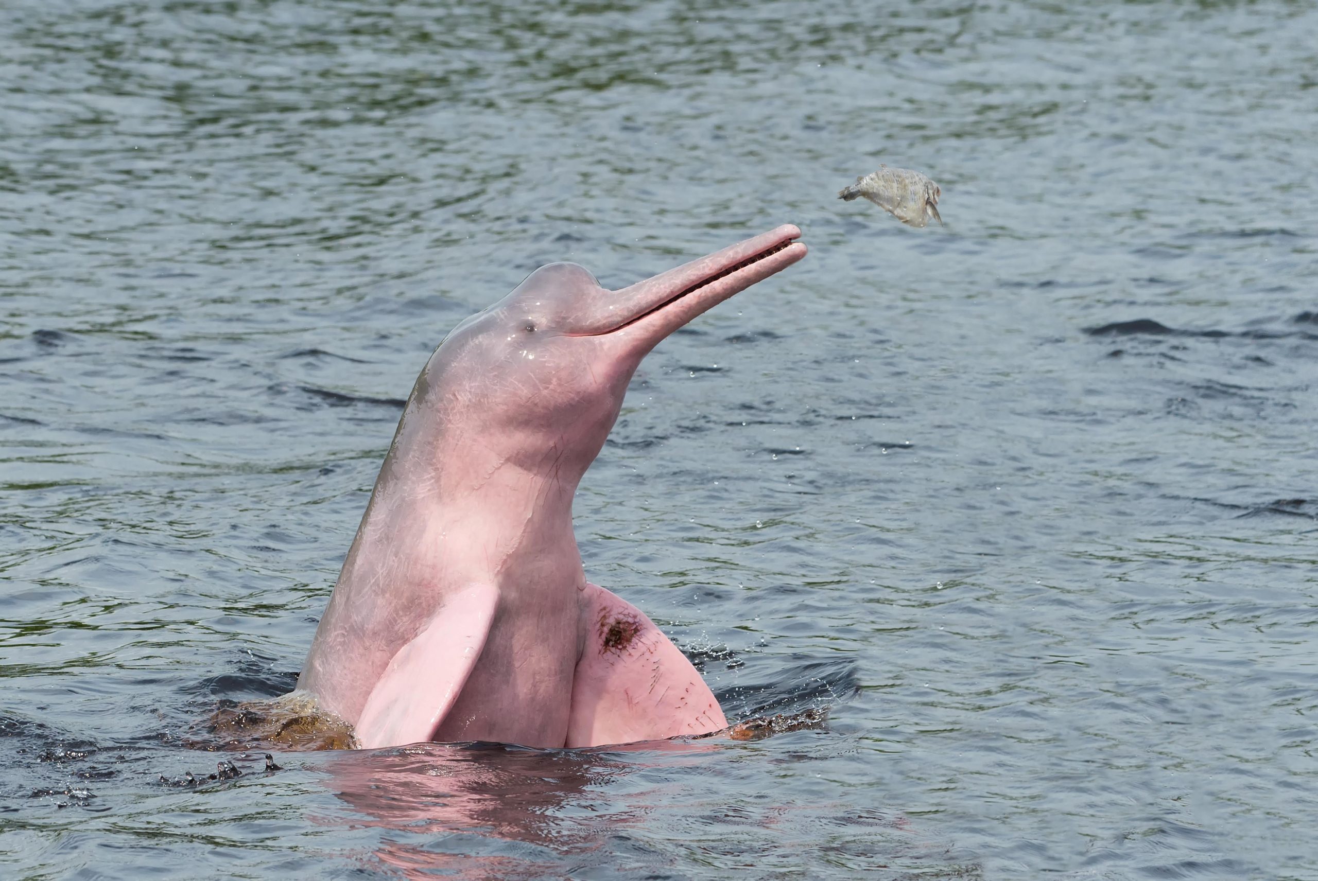 17 animals that live only in the Amazon rainforest