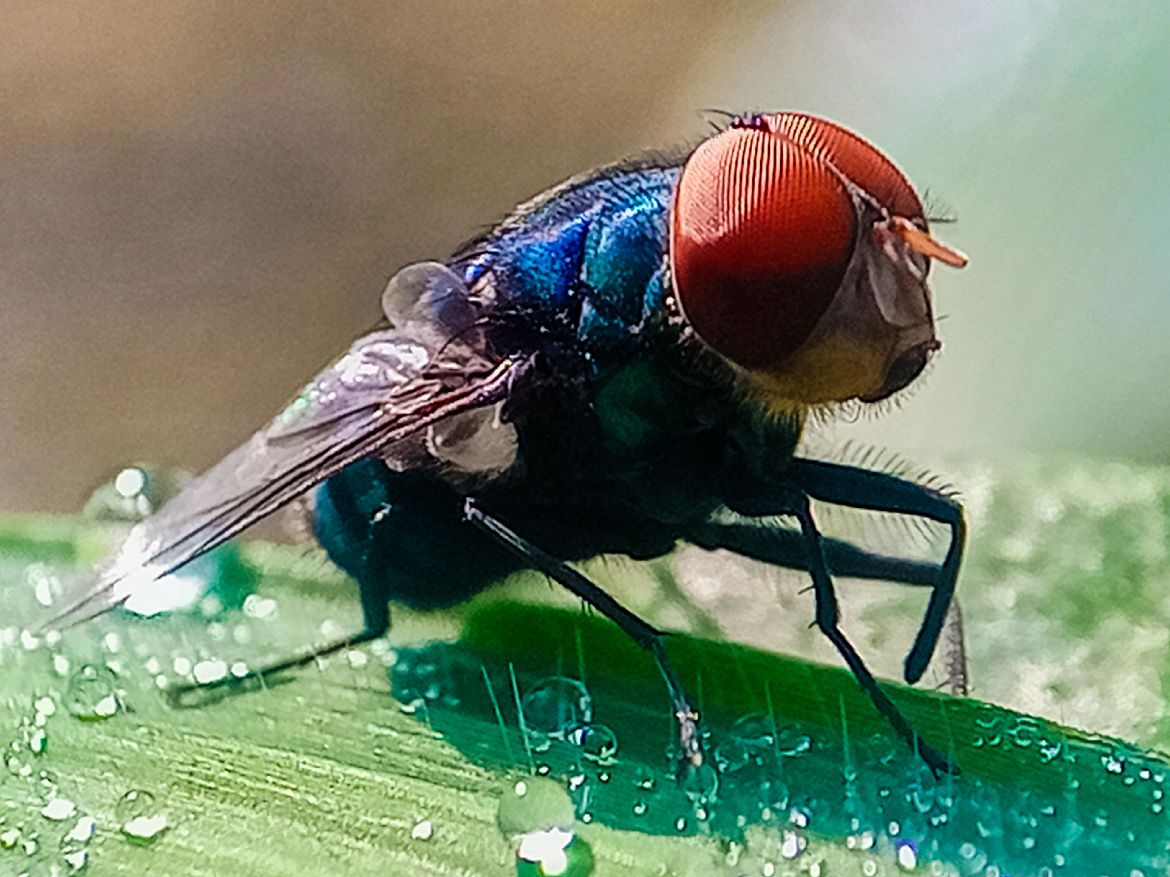 Residents urged to say alert for the New World screwworm, an aggressive ...