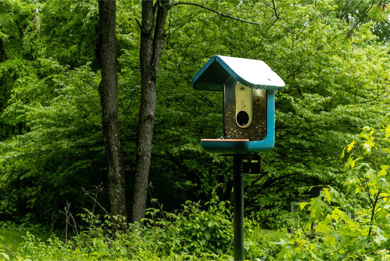 How to start birdwatching (even if you don’t have a backyard)