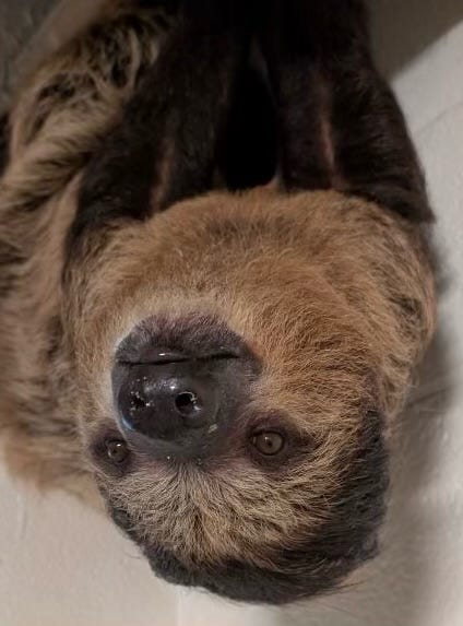 Erie Zoo's recently acquired male sloth dies. What was the cause of death?