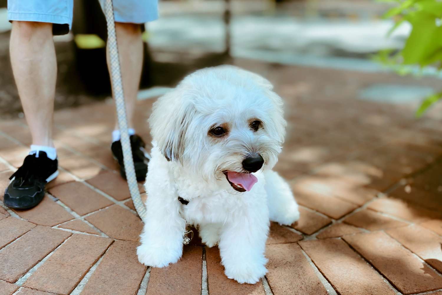 Here's When It's Too Hot to Walk Your Dog amid Heatwaves, According to ...