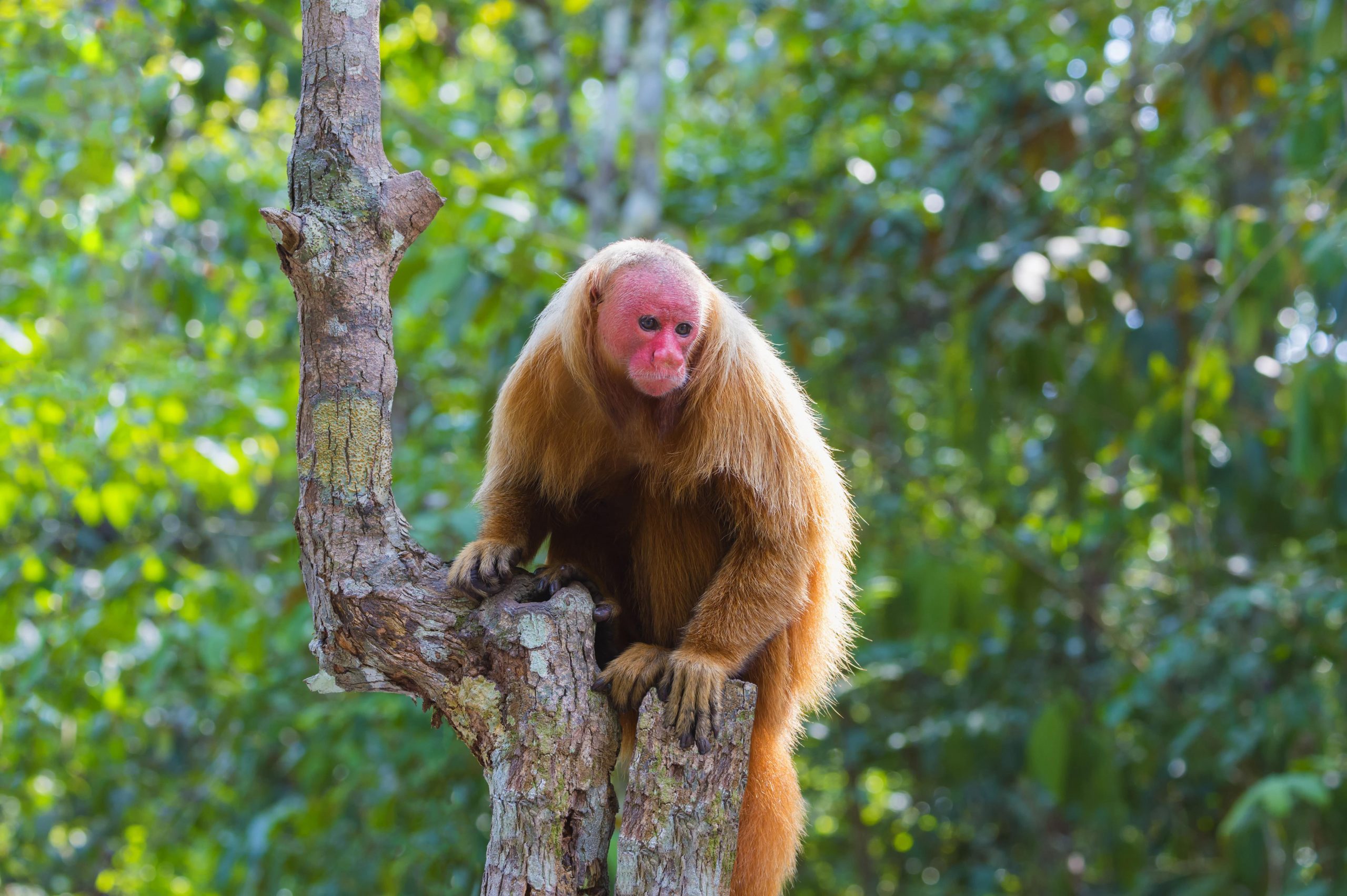 17 animals that live only in the Amazon rainforest