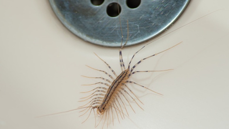 10 Common Home And Garden Pests Baking Soda Can Repel