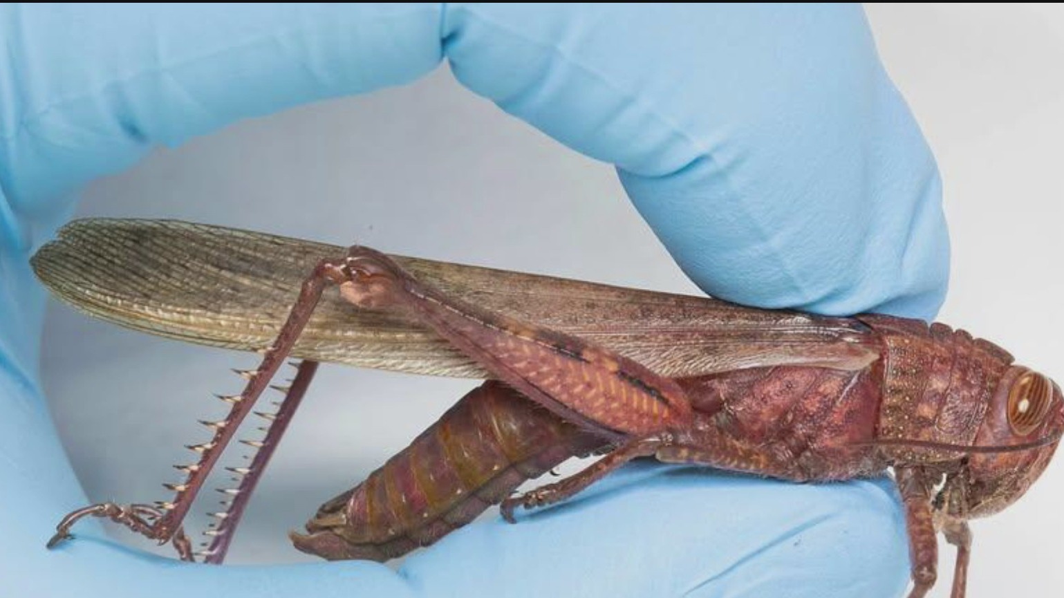 Egyptian locust discovered among luggage at Detroit Metro