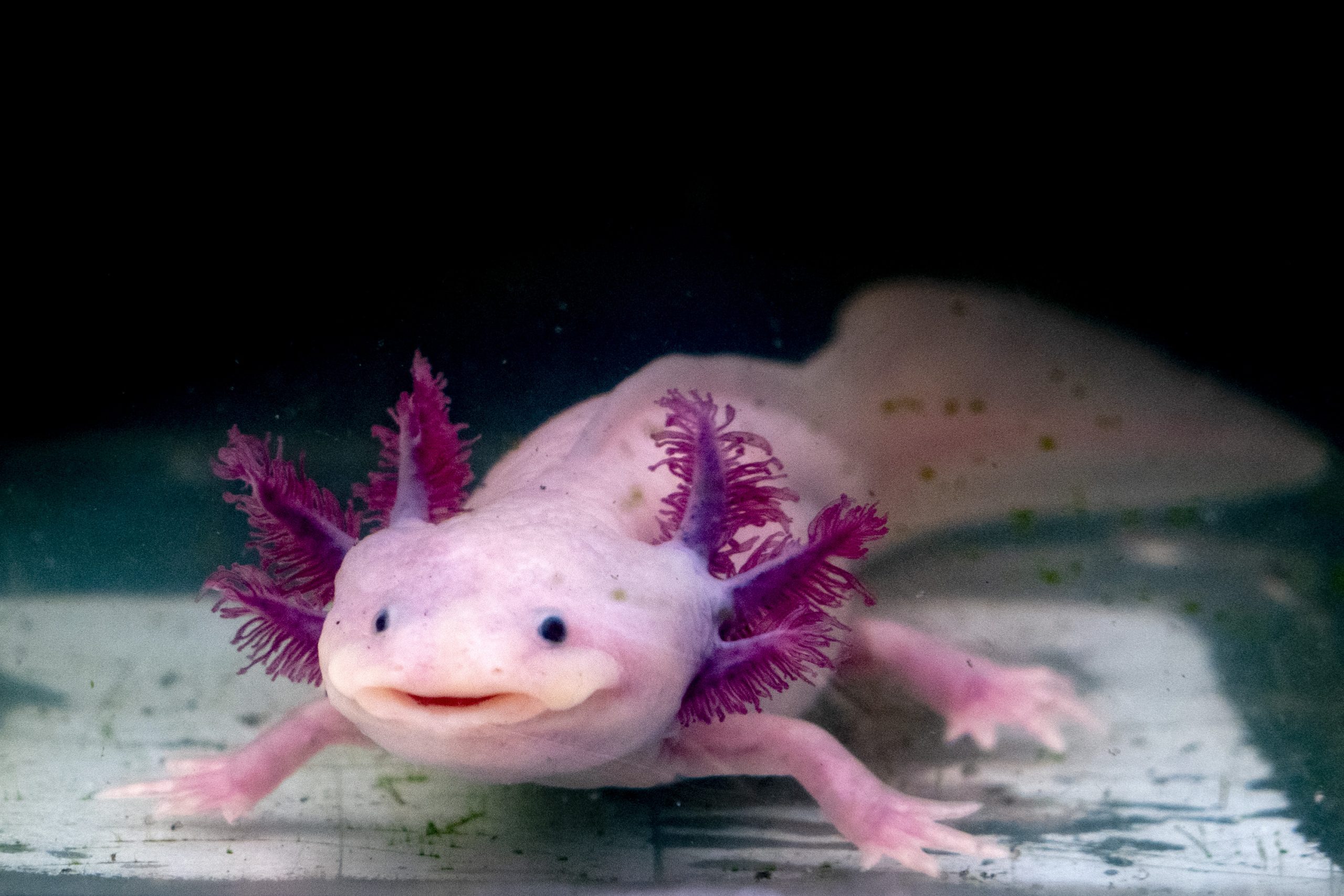 16 stunning photos of naturally pink animals