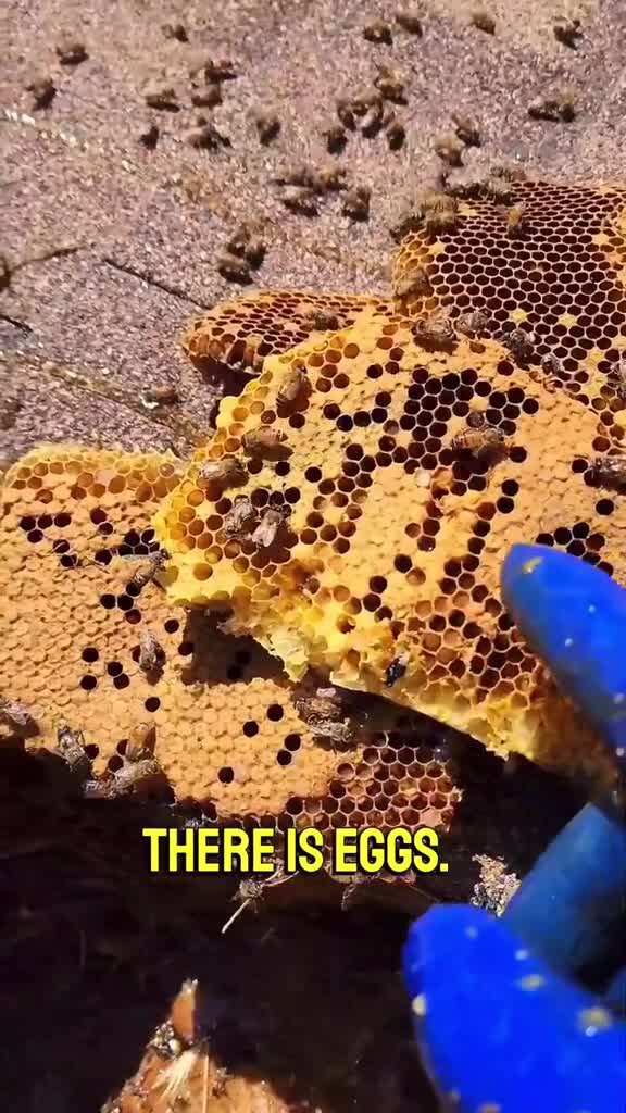 Massive Bee Hive Removed From Apartment Roof!