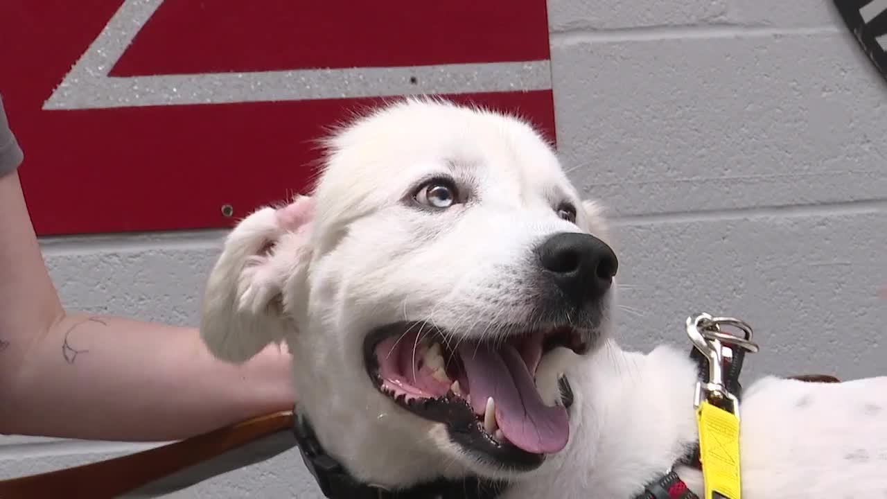 Pets on Set: Bobo