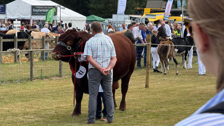 Daring acts and prize cows - Driffield Show in pictures